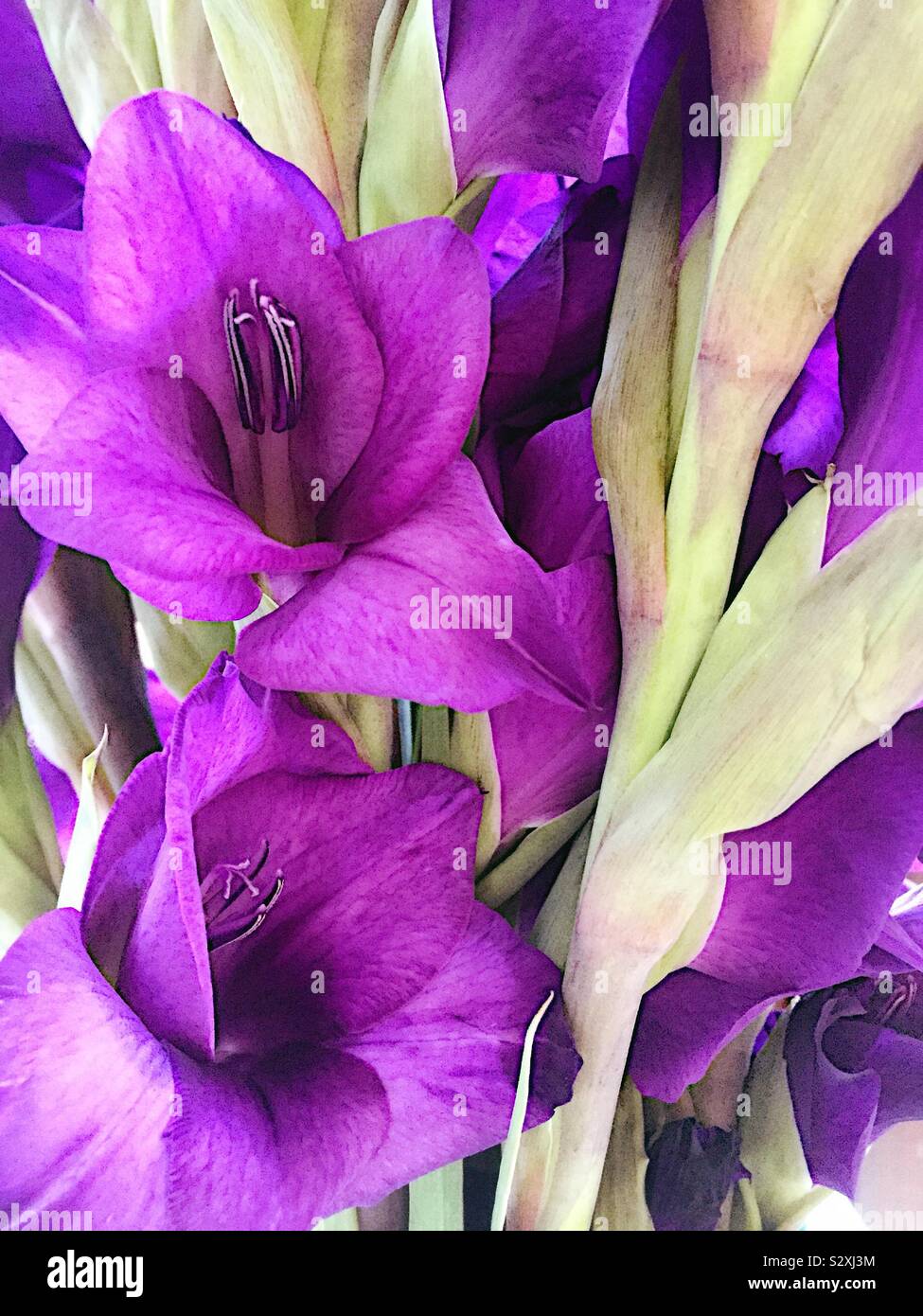 Gladiolus flowers hi-res stock photography and images - Alamy
