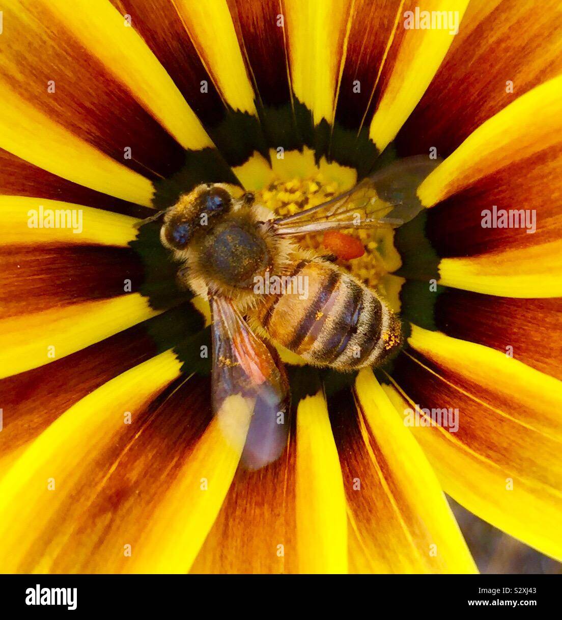 Working bee hi-res stock photography and images - Alamy