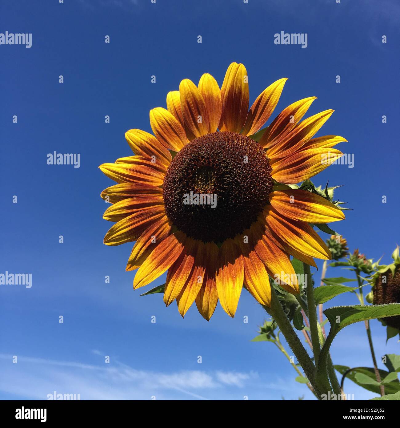 A bicolore sunflower and blue sky Stock Photo - Alamy