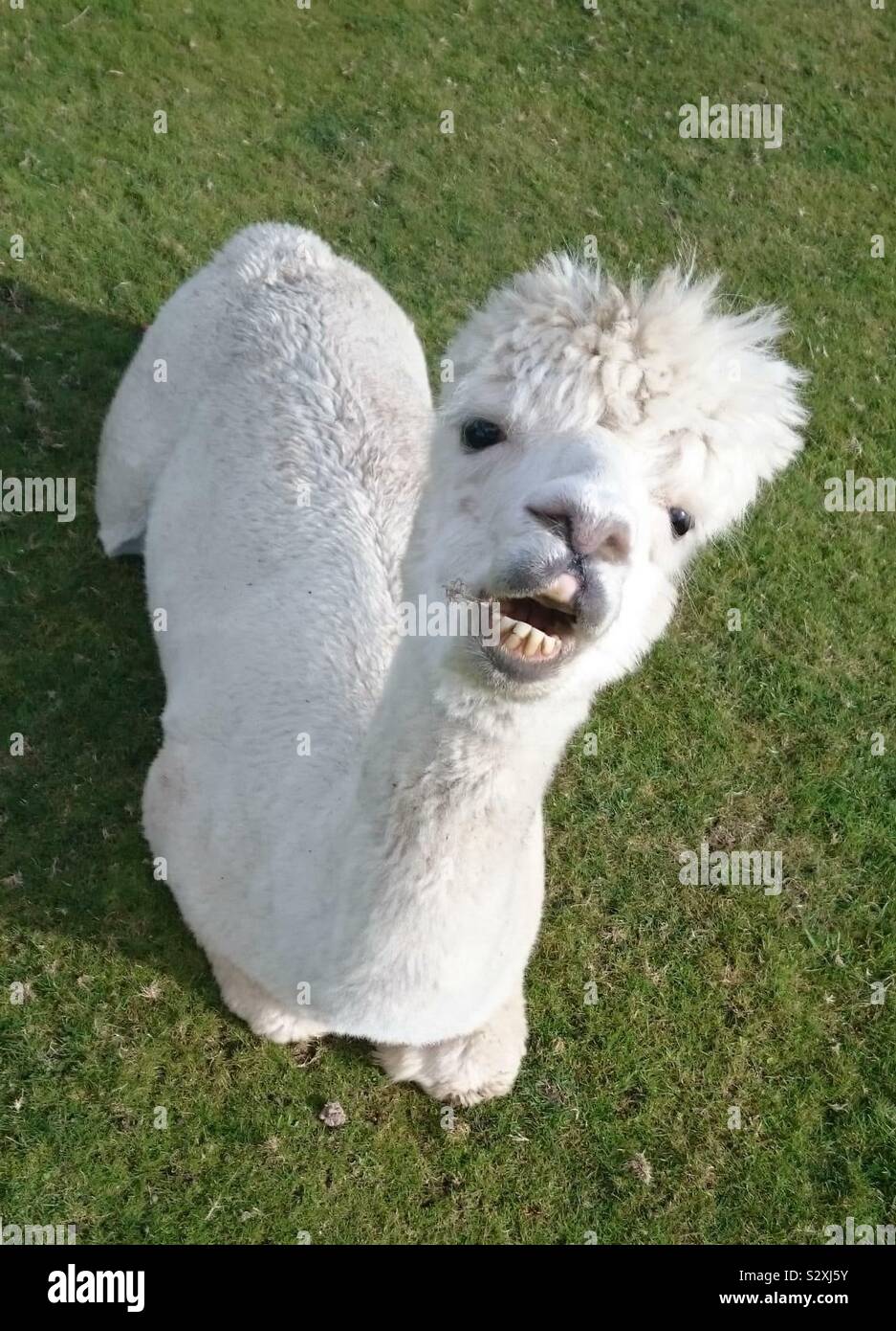 Talking alpaca hi-res stock photography and images - Alamy