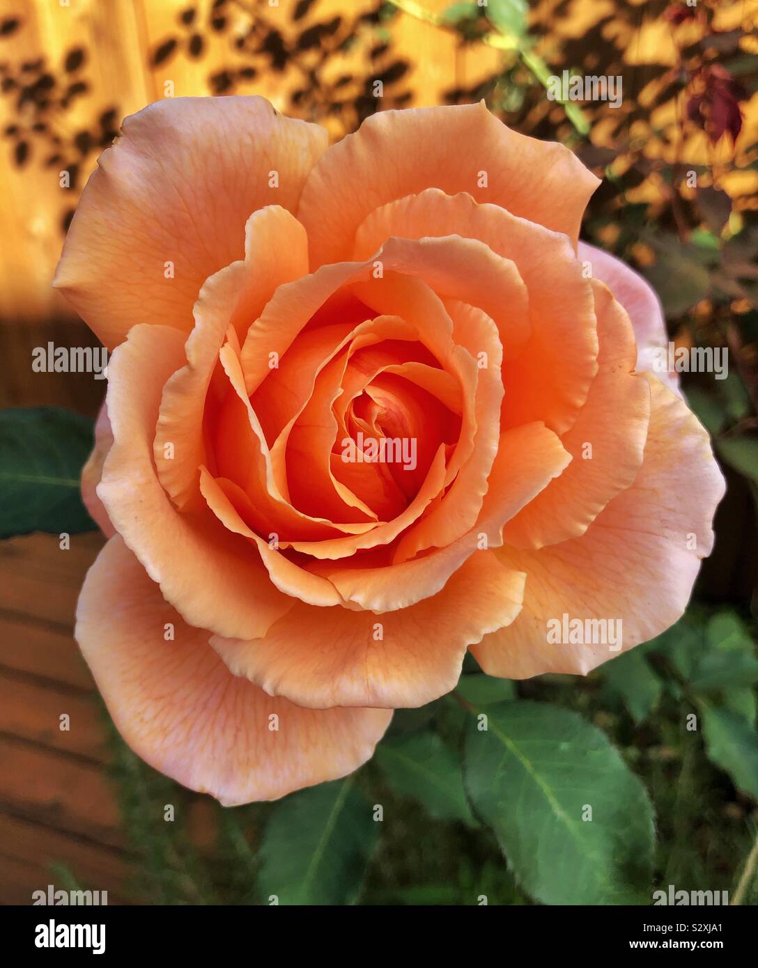 Just joey roses hi-res stock photography and images - Alamy