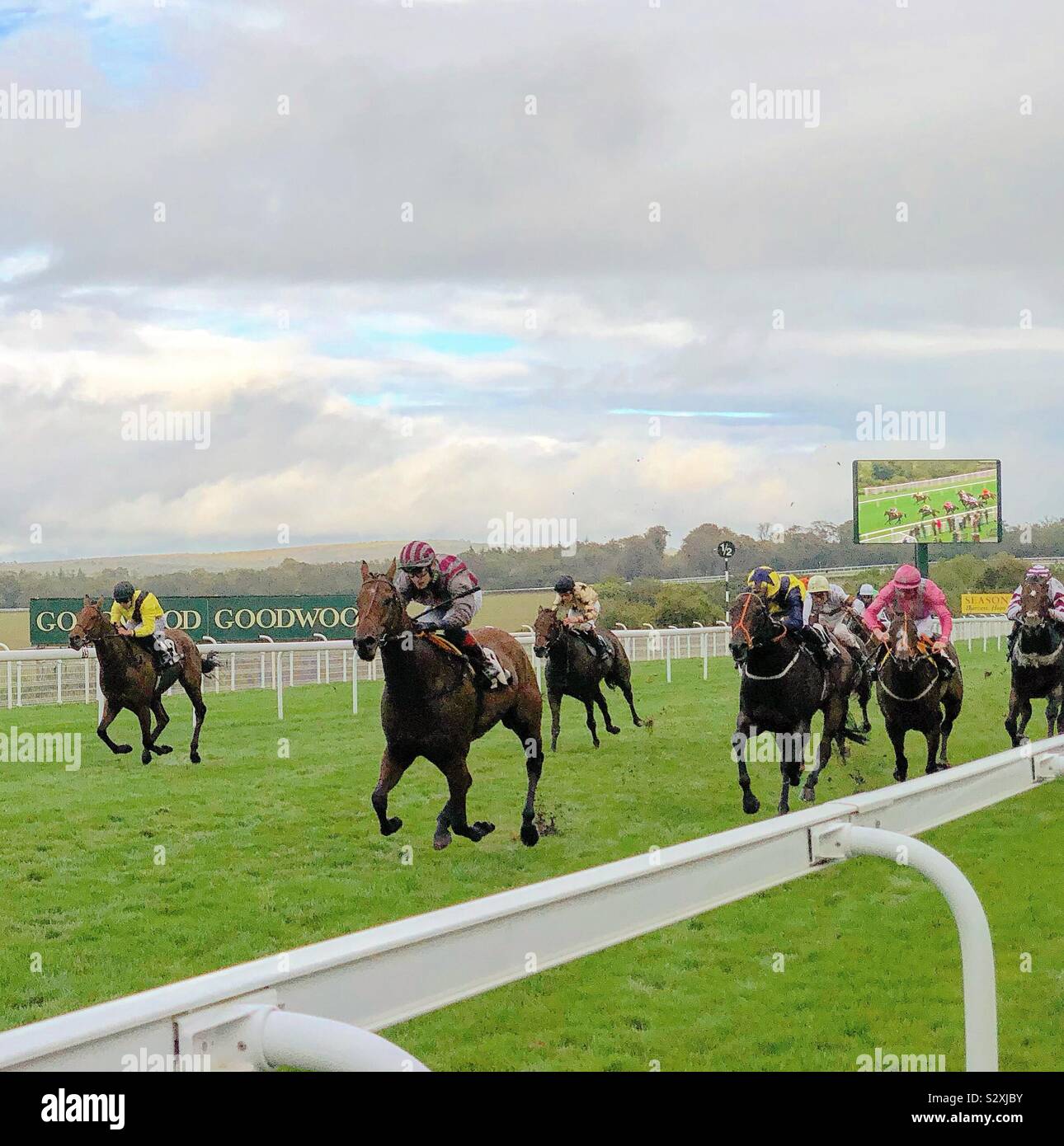 Goodwood horse hi-res stock photography and images - Alamy