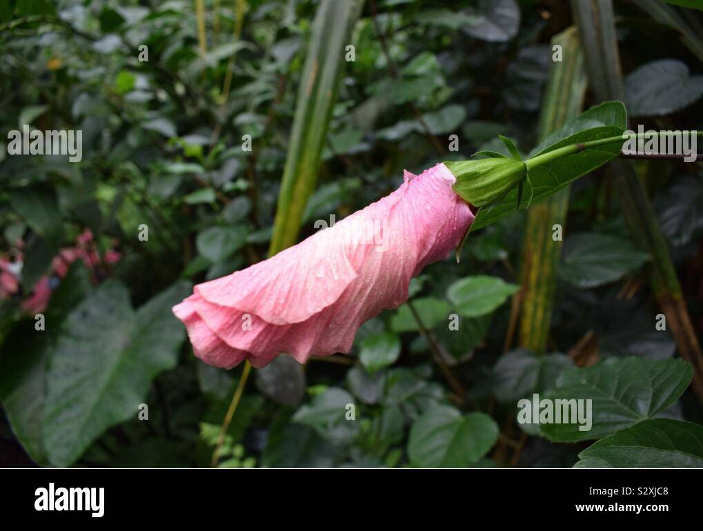 Curled flower hi-res stock photography and images - Alamy