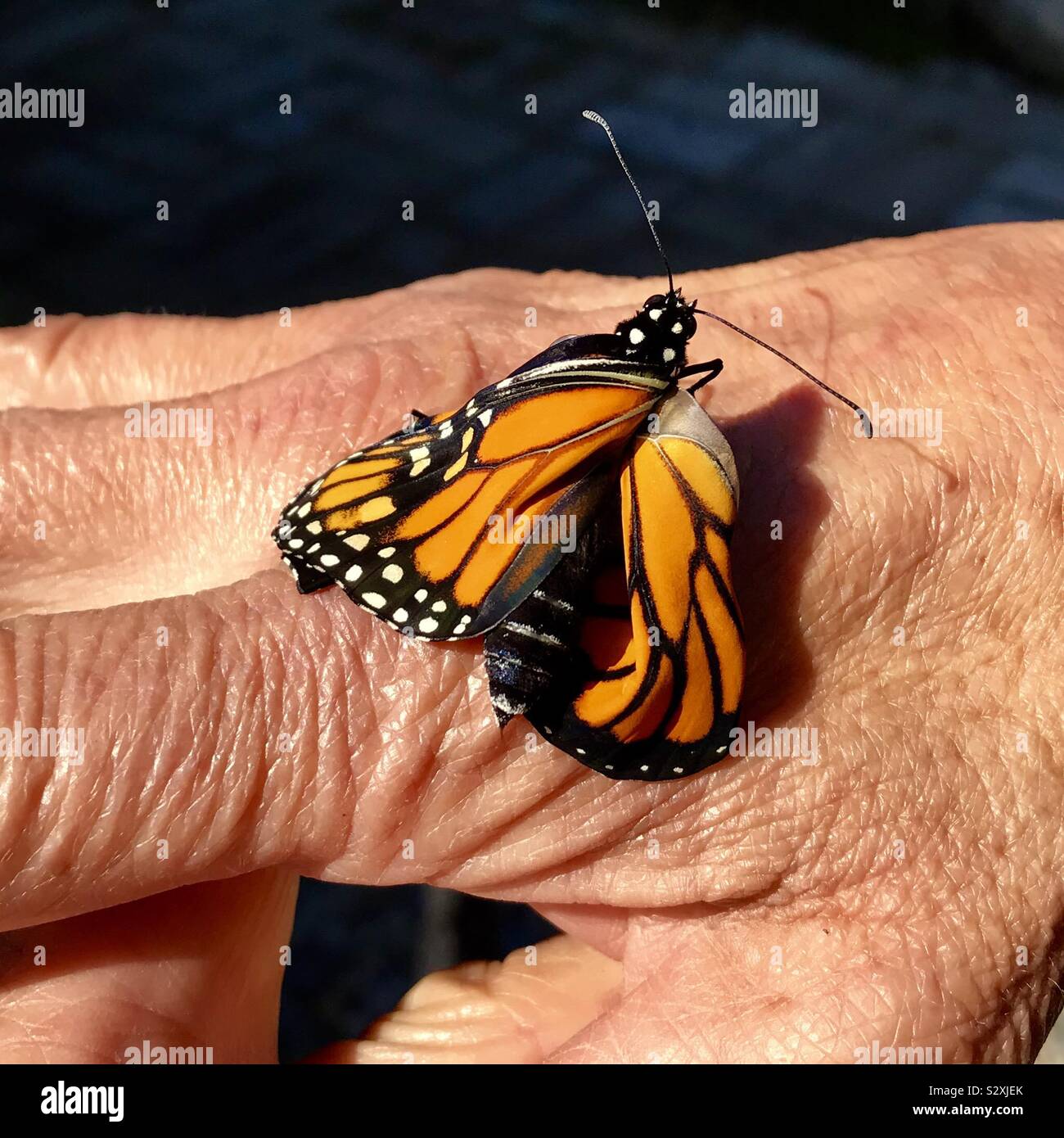 Newly hatched Monarch butterfly sitting on a senior female person’s ...