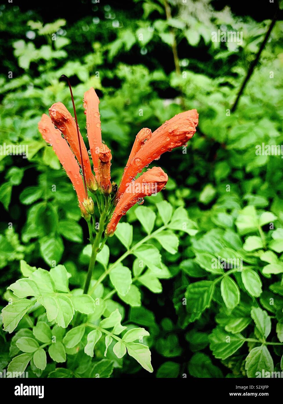 Orange dot hi-res stock photography and images - Alamy