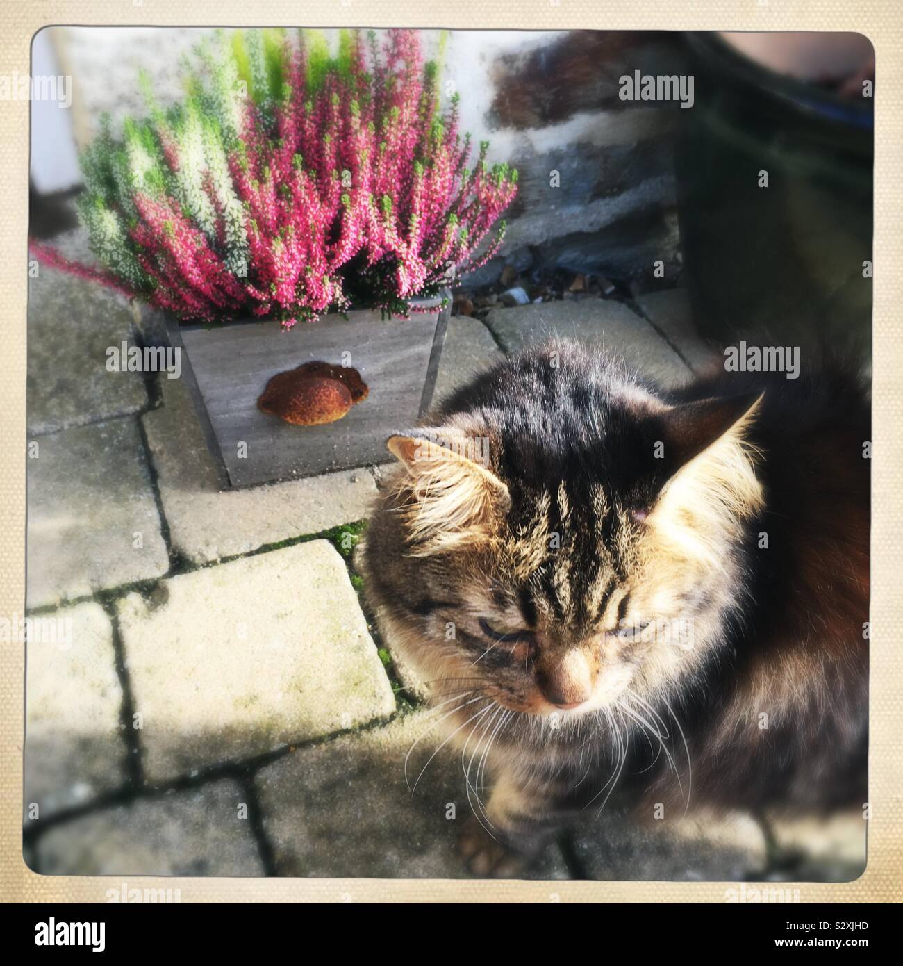 Sunshine cat hi-res stock photography and images - Alamy