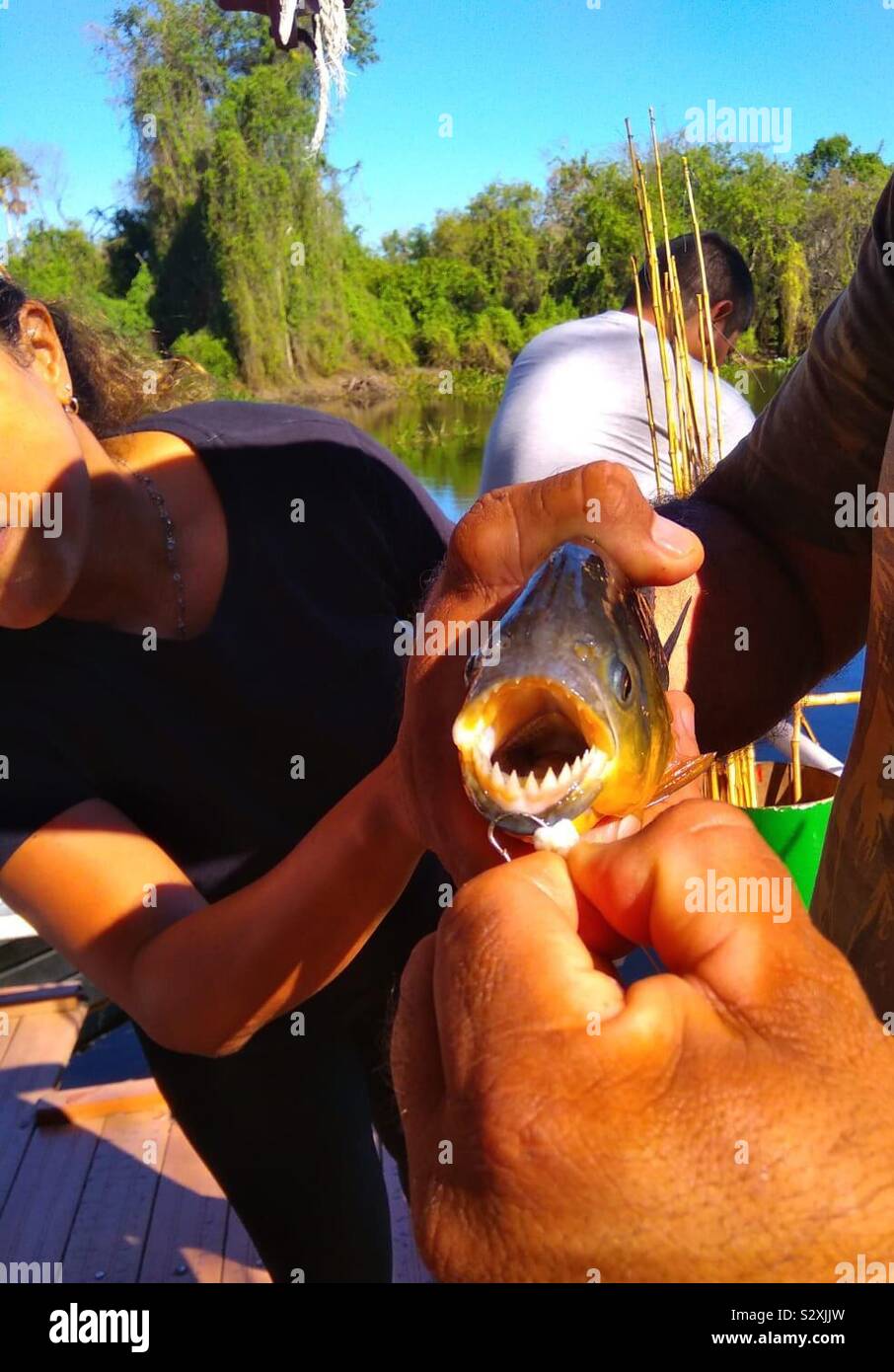 Piranha fish at Pantanal National Park in Brazil Stock Photo - Alamy