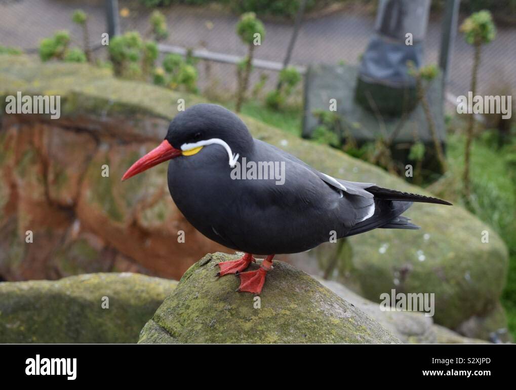 Inca Tern bird Stock Photo - Alamy