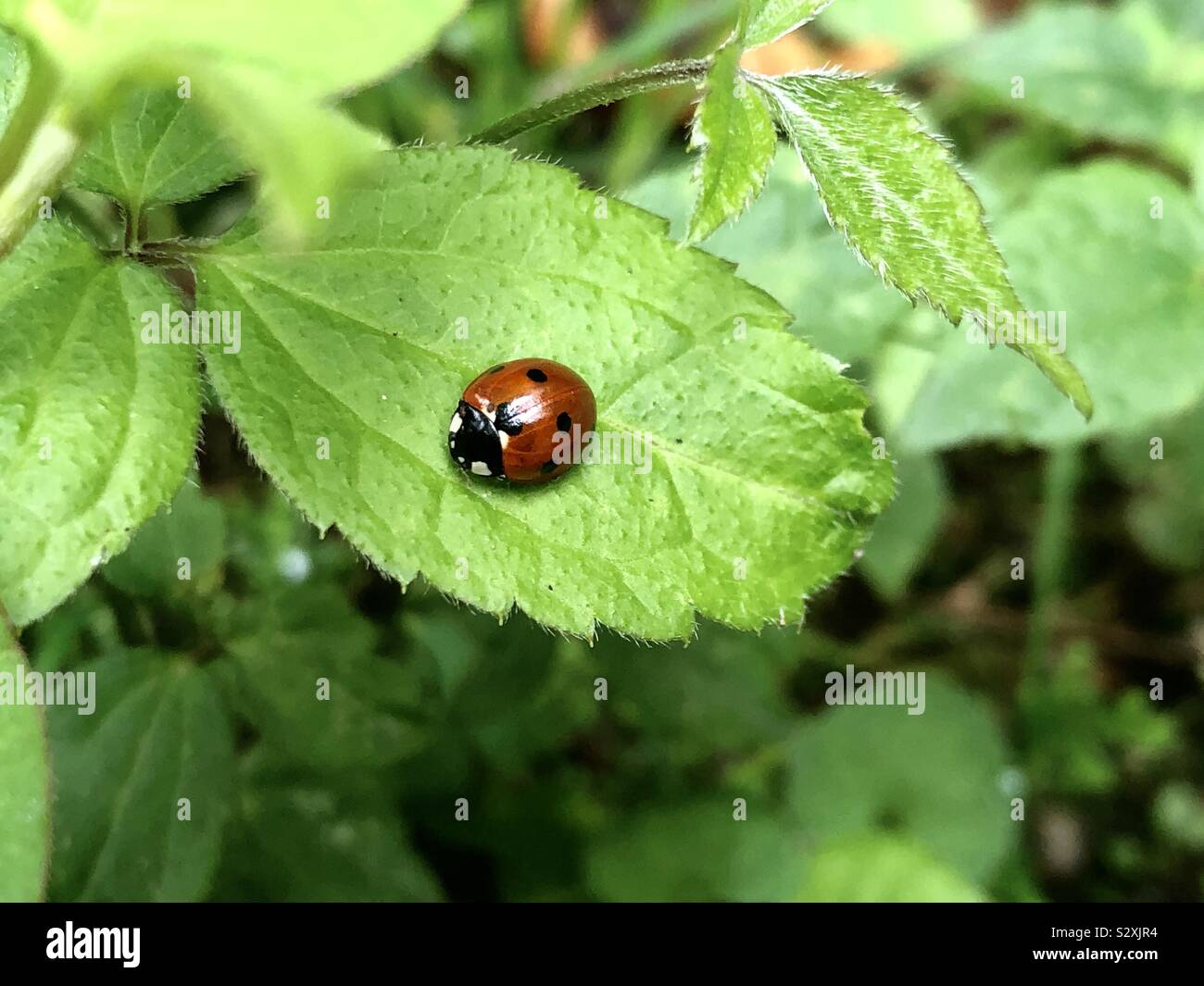 Ladybug on a leaf spotted on the trail to the Annapurna Base Camp Stock ...