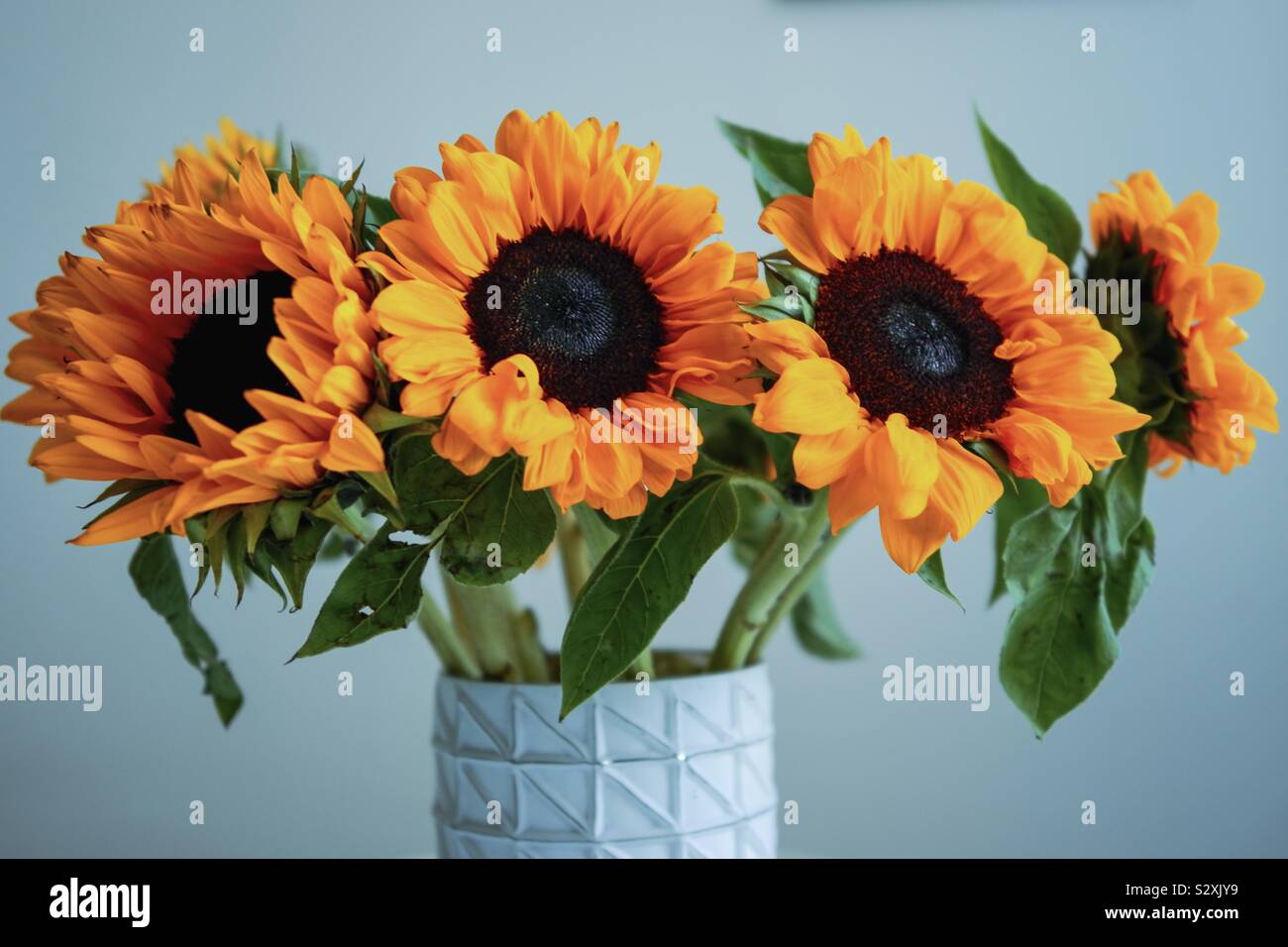 Happy sunflowers hi-res stock photography and images - Alamy