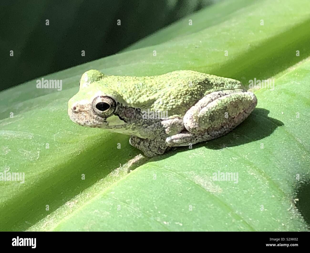 Little tree frog Stock Photo - Alamy