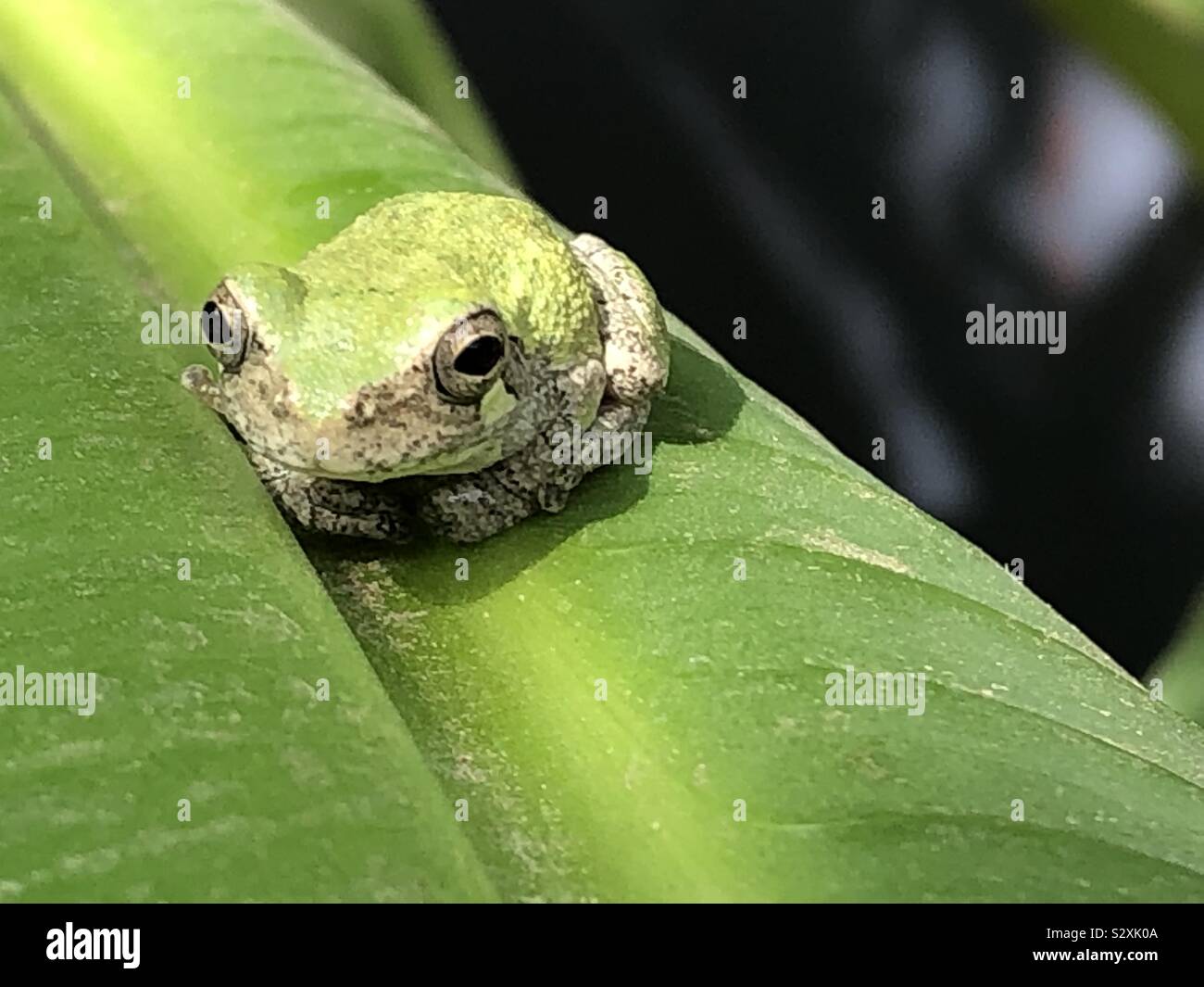 Mr. tree frog Stock Photo - Alamy