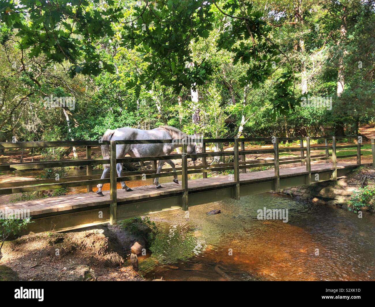 New Forest pony crossing bridge in the New Forest National Park Stock ...
