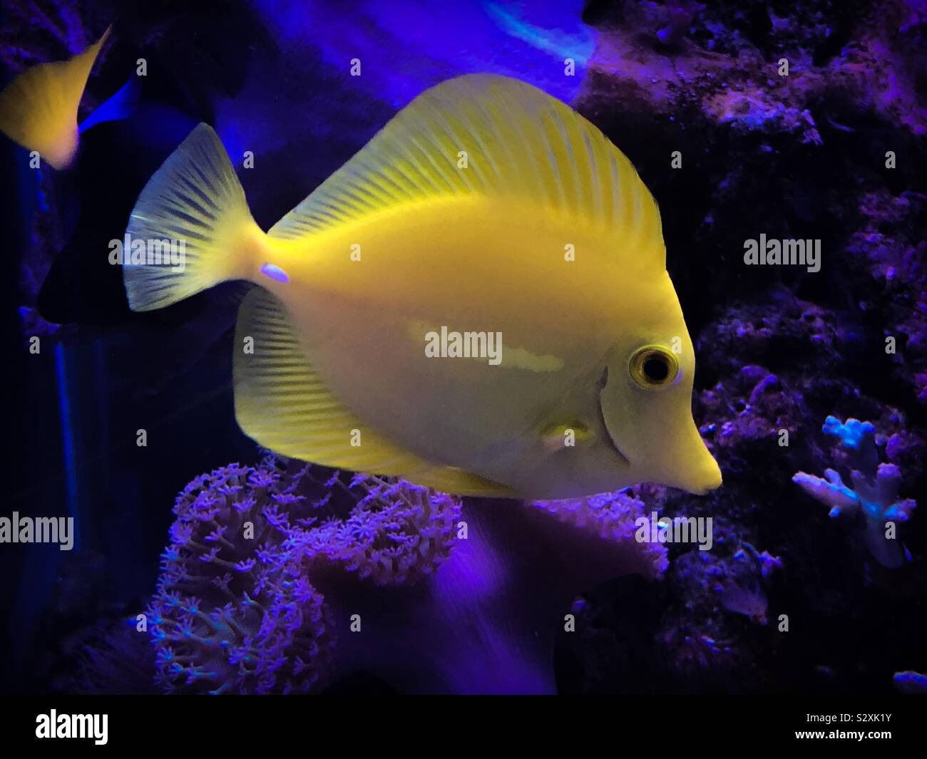 Happy fish hi-res stock photography and images - Alamy