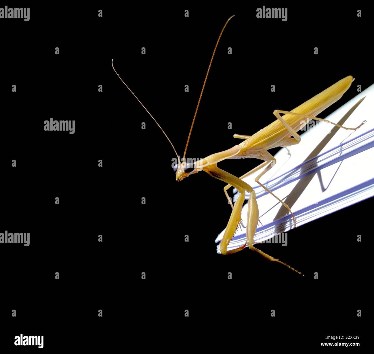 Egyptian Praying Mantis (Miomantis paykullii Stock Photo - Alamy