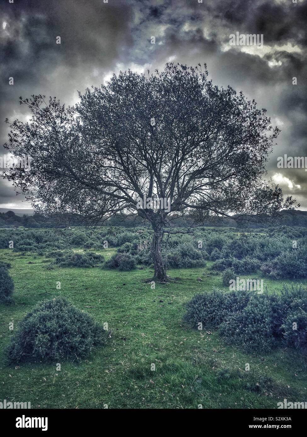 Moorland tree in autumn in the U.K Stock Photo - Alamy