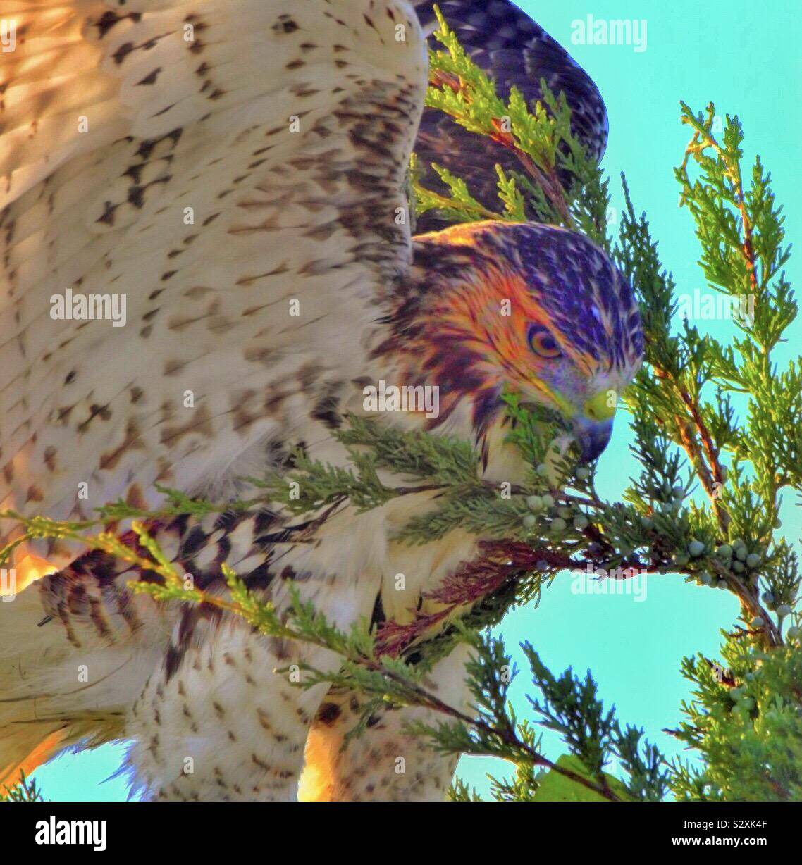 Red tail hawk Stock Photo - Alamy