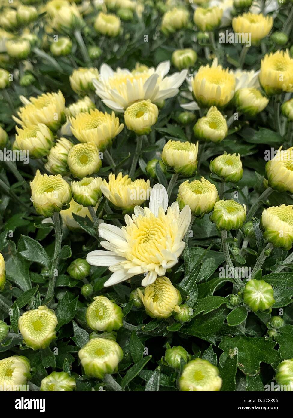 First blossom hi-res stock photography and images - Alamy