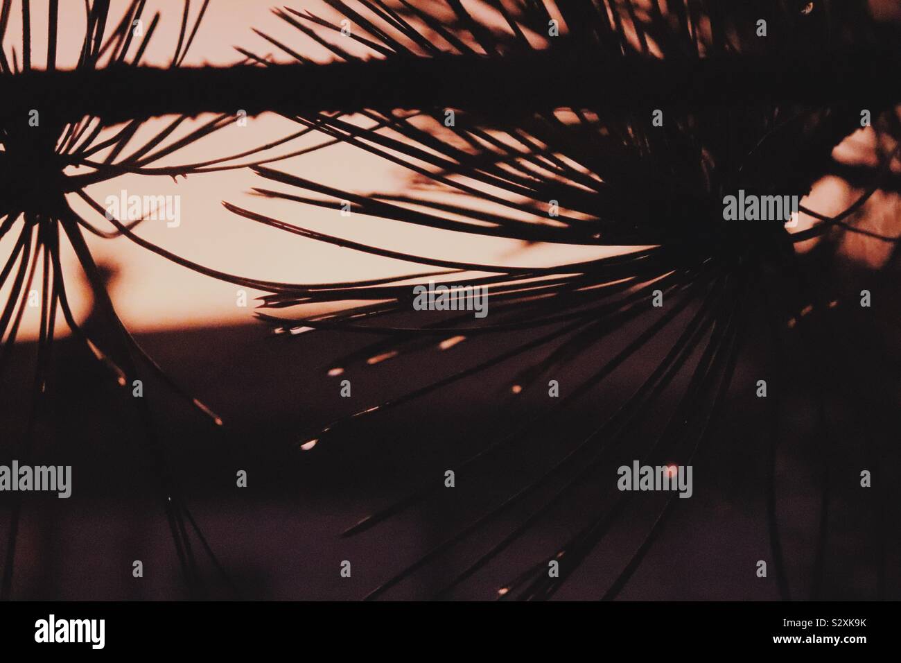 Pine in rain hi-res stock photography and images - Alamy