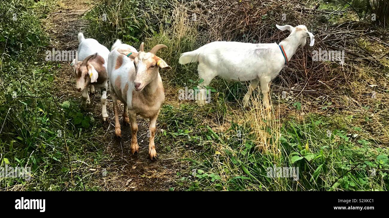 Street goats bristol Stock Photo - Alamy