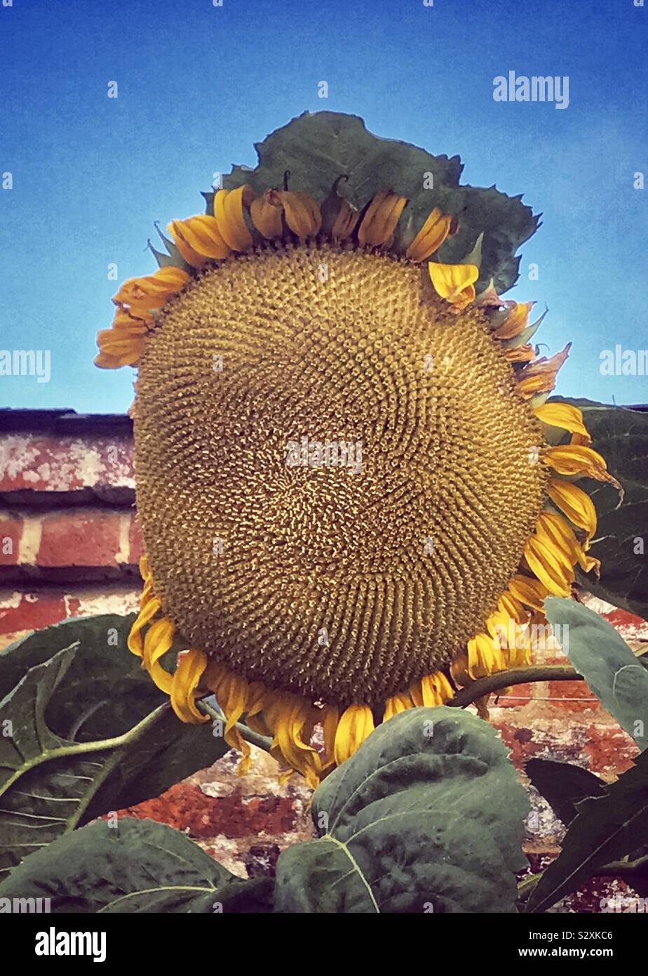 A giant Sunflower Stock Photo - Alamy
