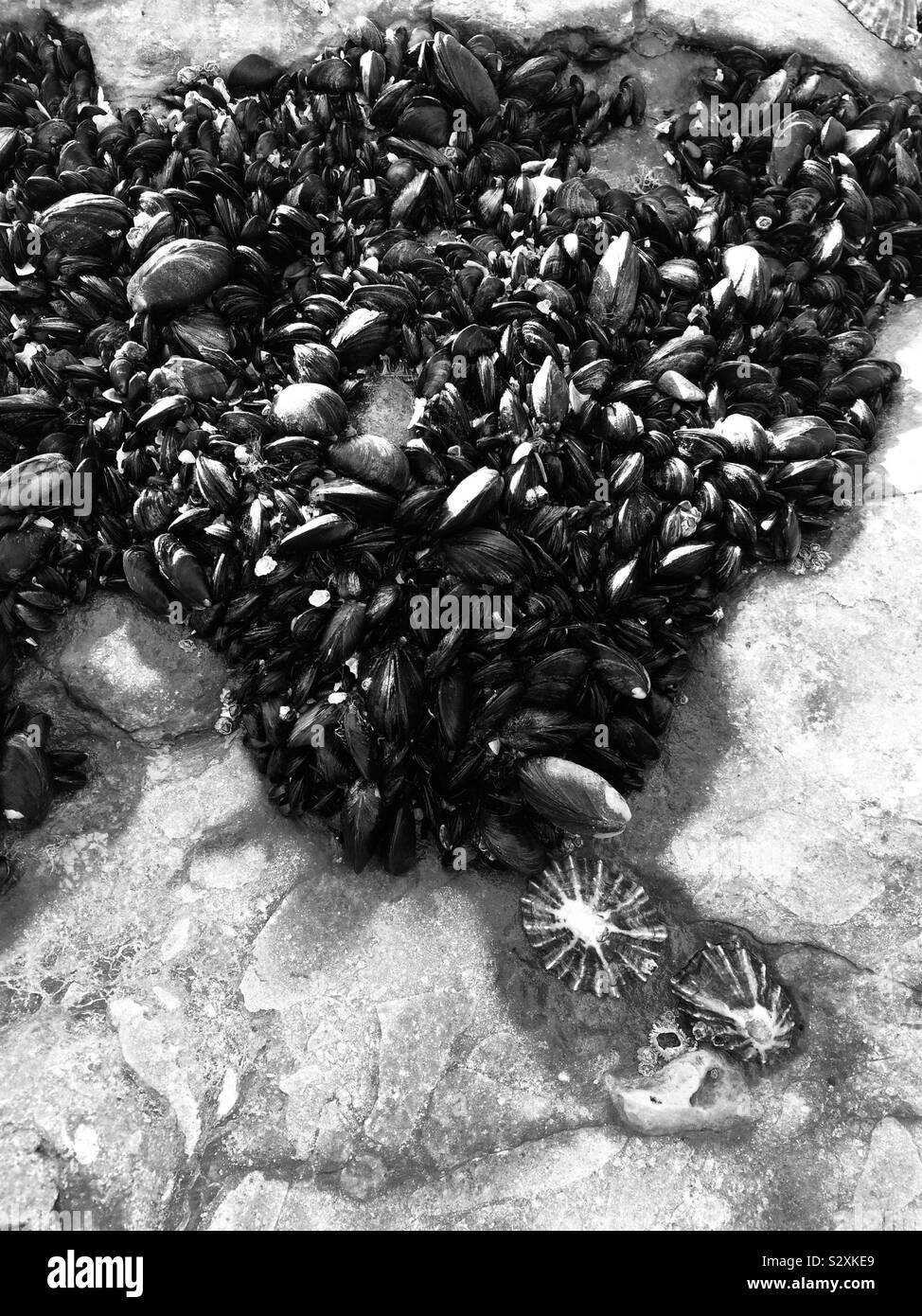 Sea mussels in mono Stock Photo - Alamy