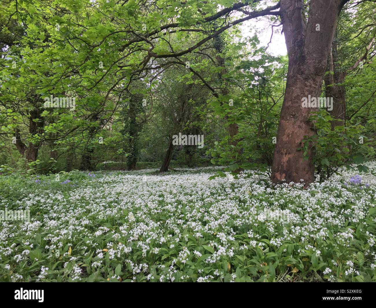 Taff Trail Cardiff High Resolution Stock Photography and Images - Alamy