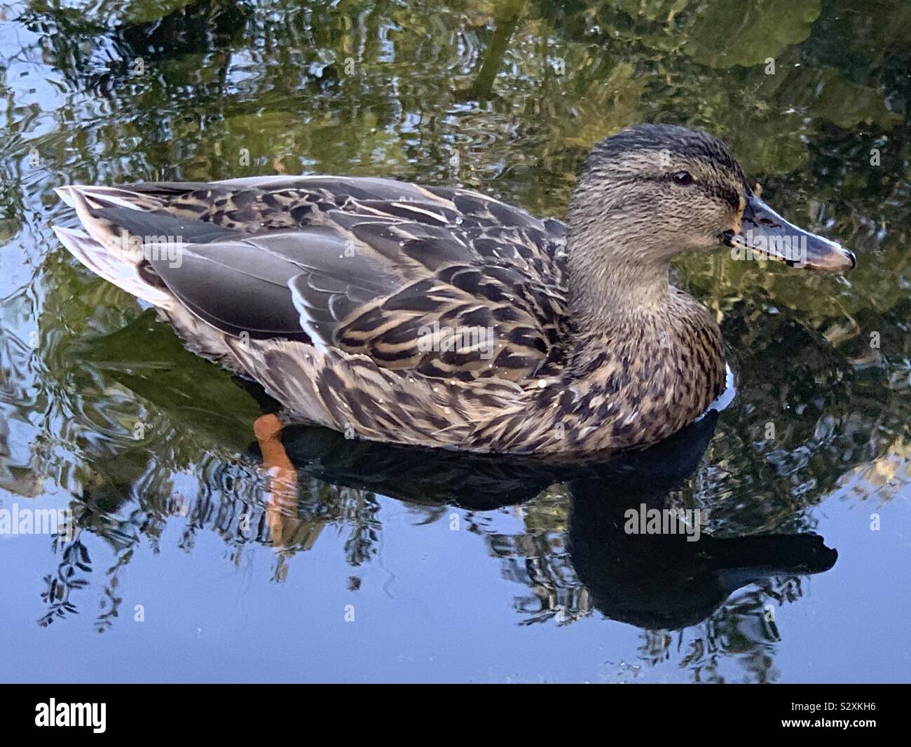 Duck in a river Stock Photo - Alamy