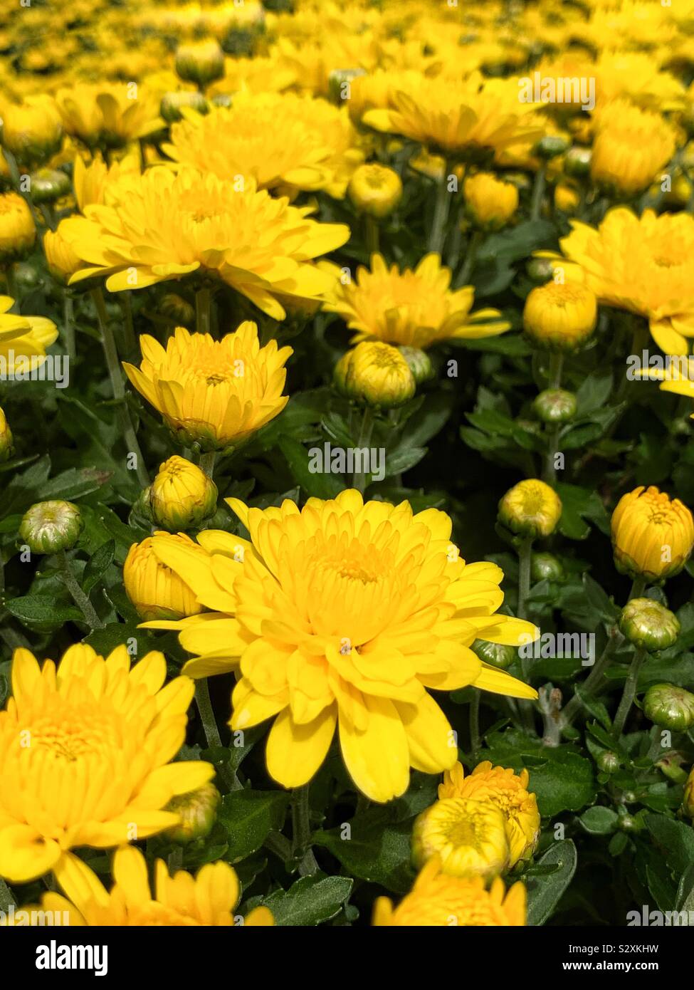 Bright yellow mums blossoms Stock Photo - Alamy