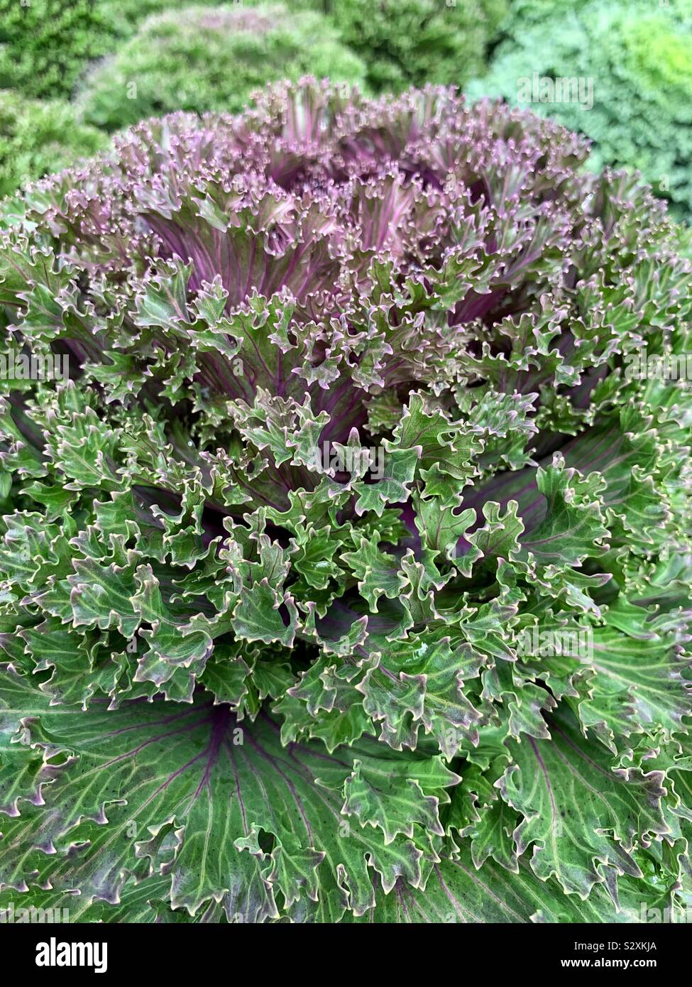 Lush garden kale growing in the summer sun Stock Photo - Alamy