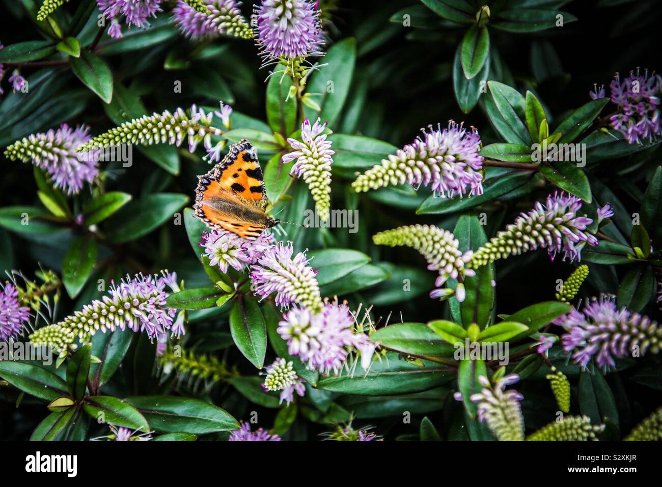 Small Tortoiseshell Butterfly Stock Photo - Alamy