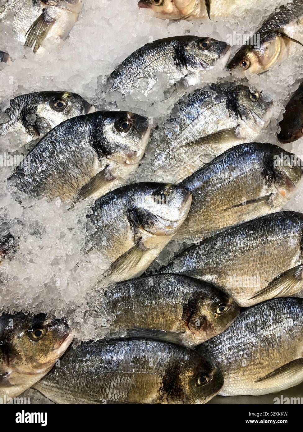 Cooled fish hi-res stock photography and images - Alamy