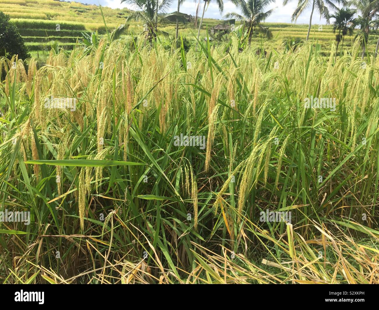 Rice paddy field Stock Photo - Alamy