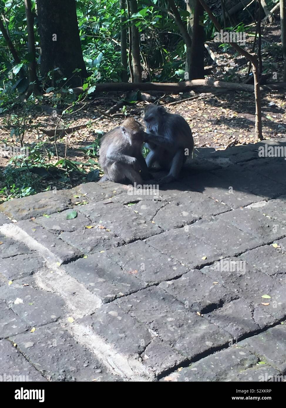 Monkey Cleaning High Resolution Stock Photography and Images - Alamy