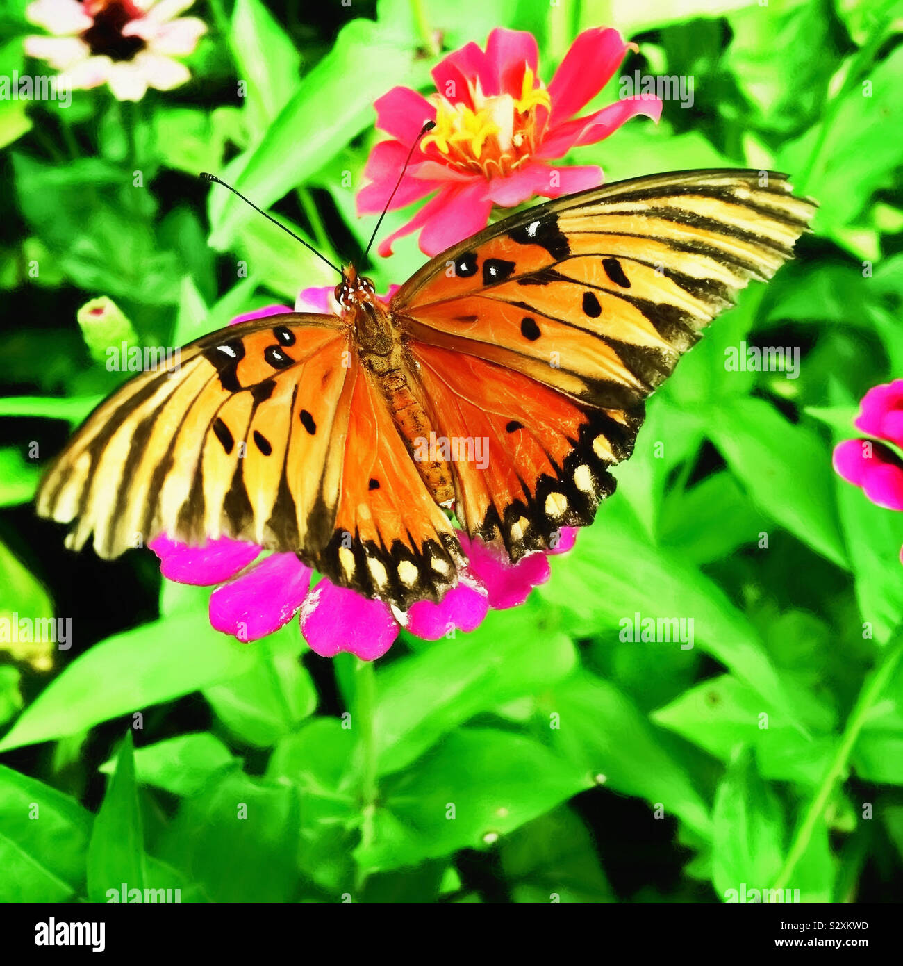 Adult stage of butterfly hi-res stock photography and images - Alamy