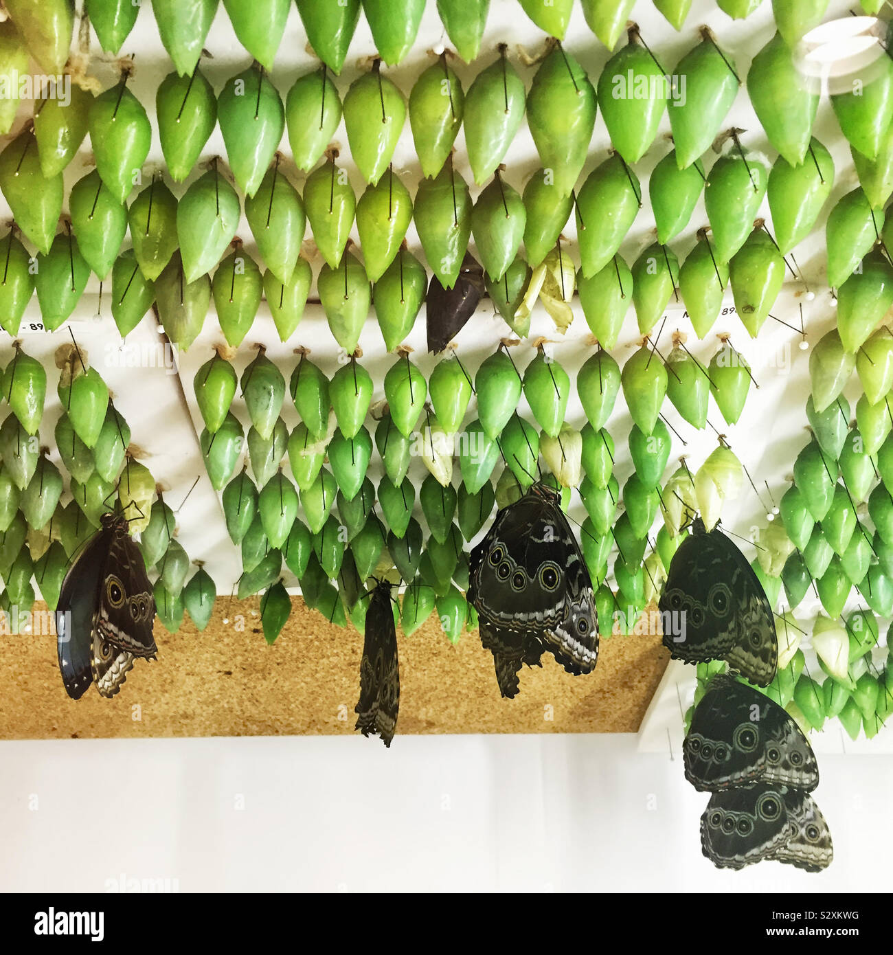 New life cycle hi-res stock photography and images - Alamy