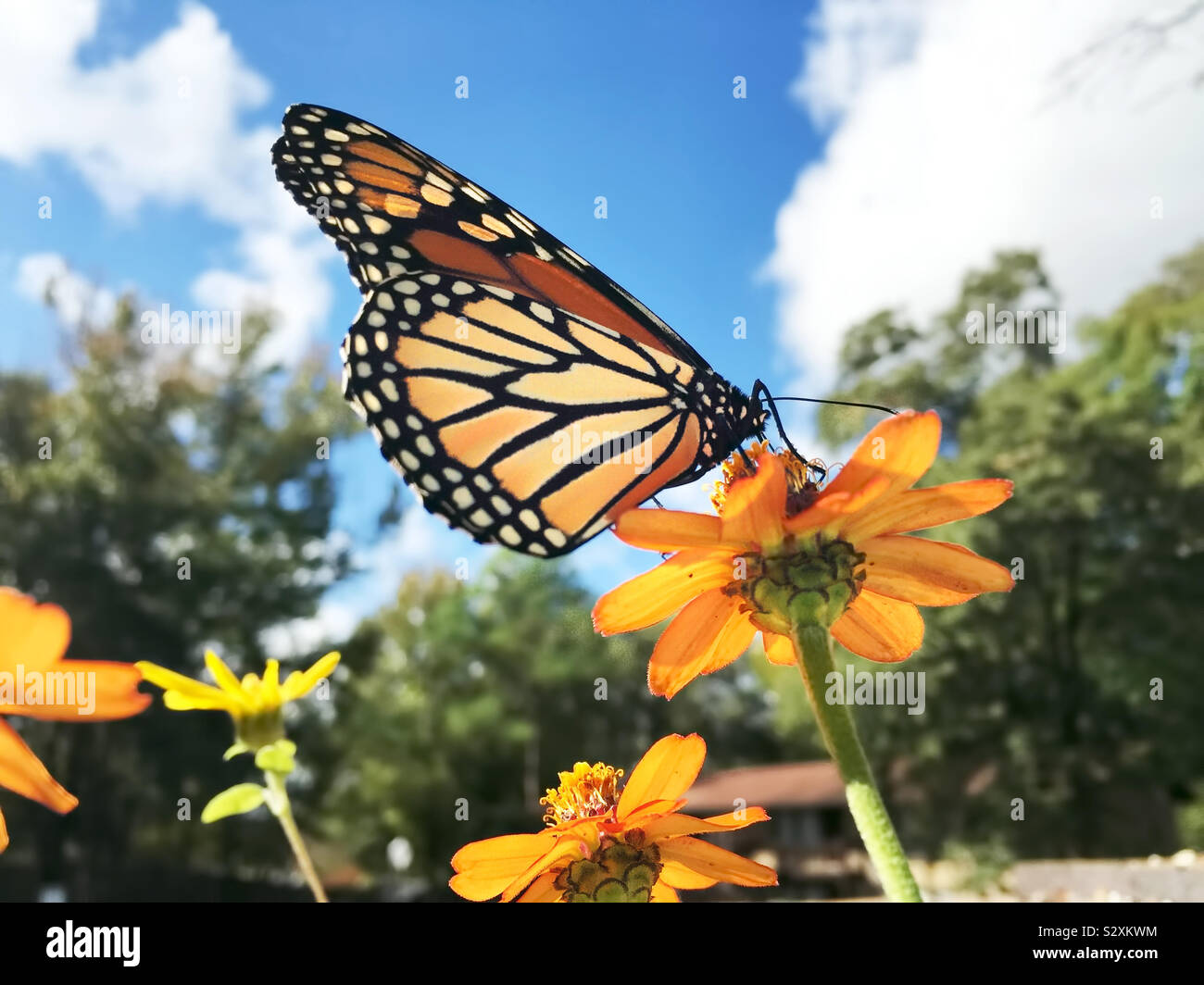 Monarch butterfly flower hi-res stock photography and images - Alamy