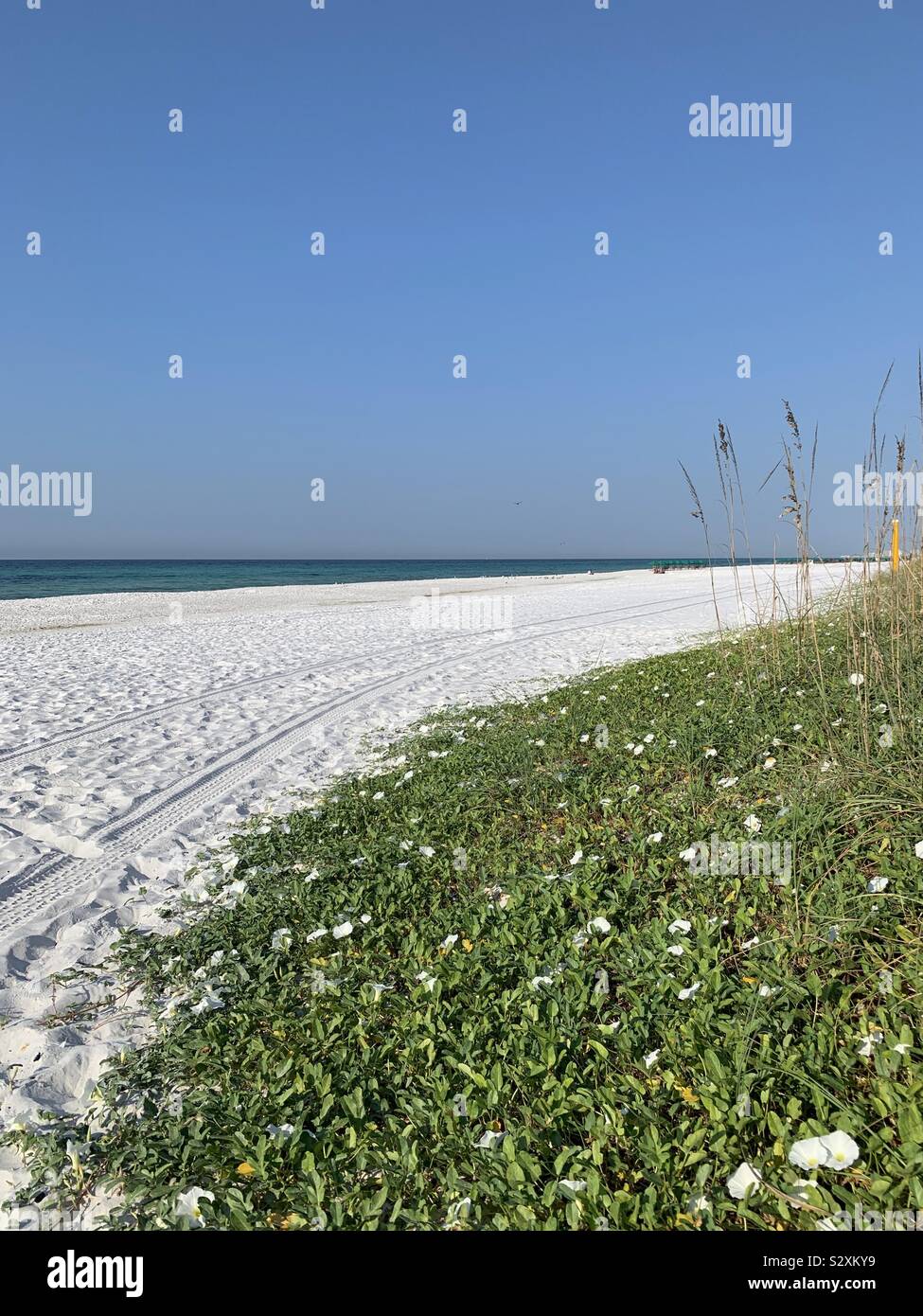 Beach dune vines hi-res stock photography and images - Alamy