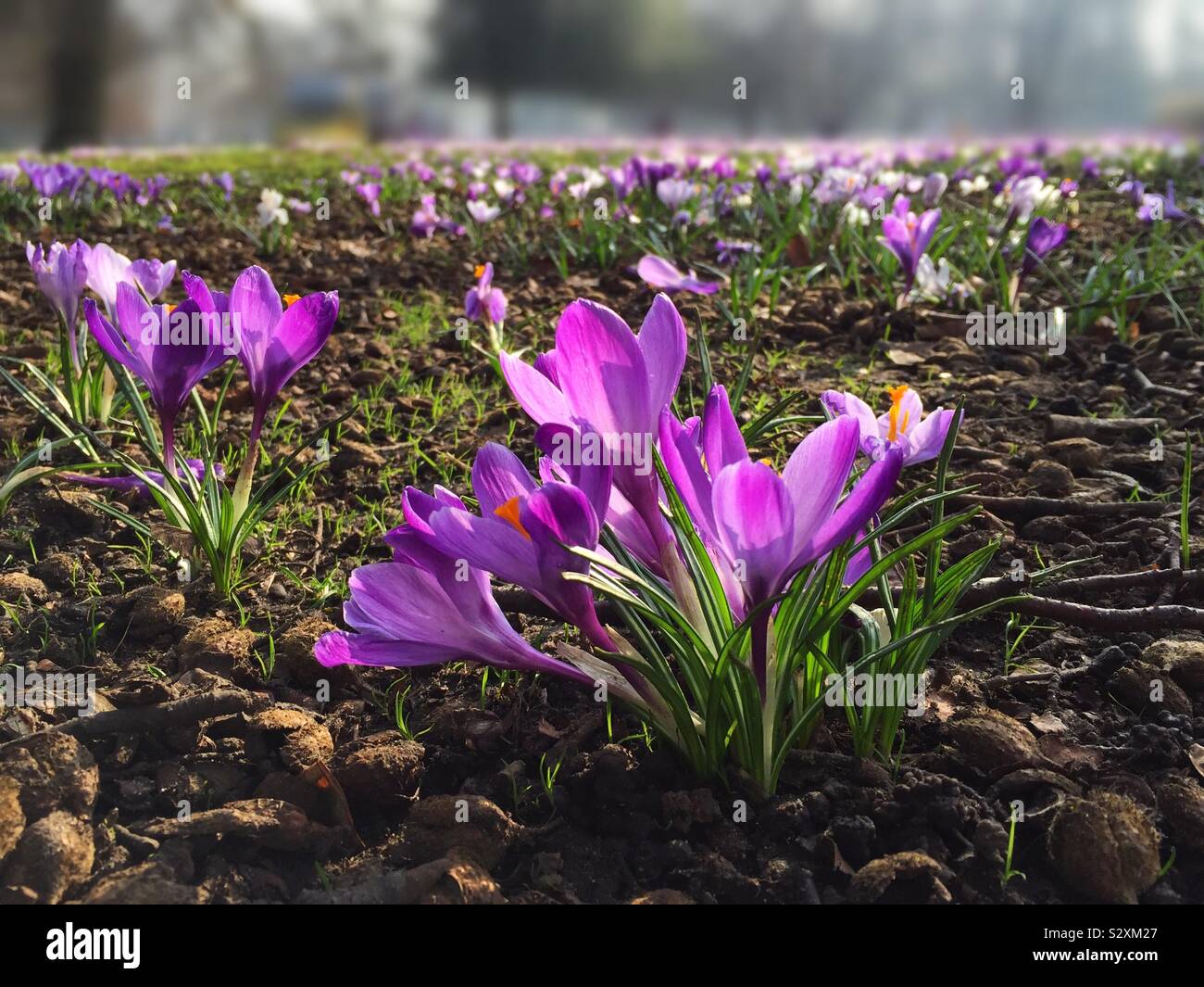 Spring has arrived Stock Photo - Alamy