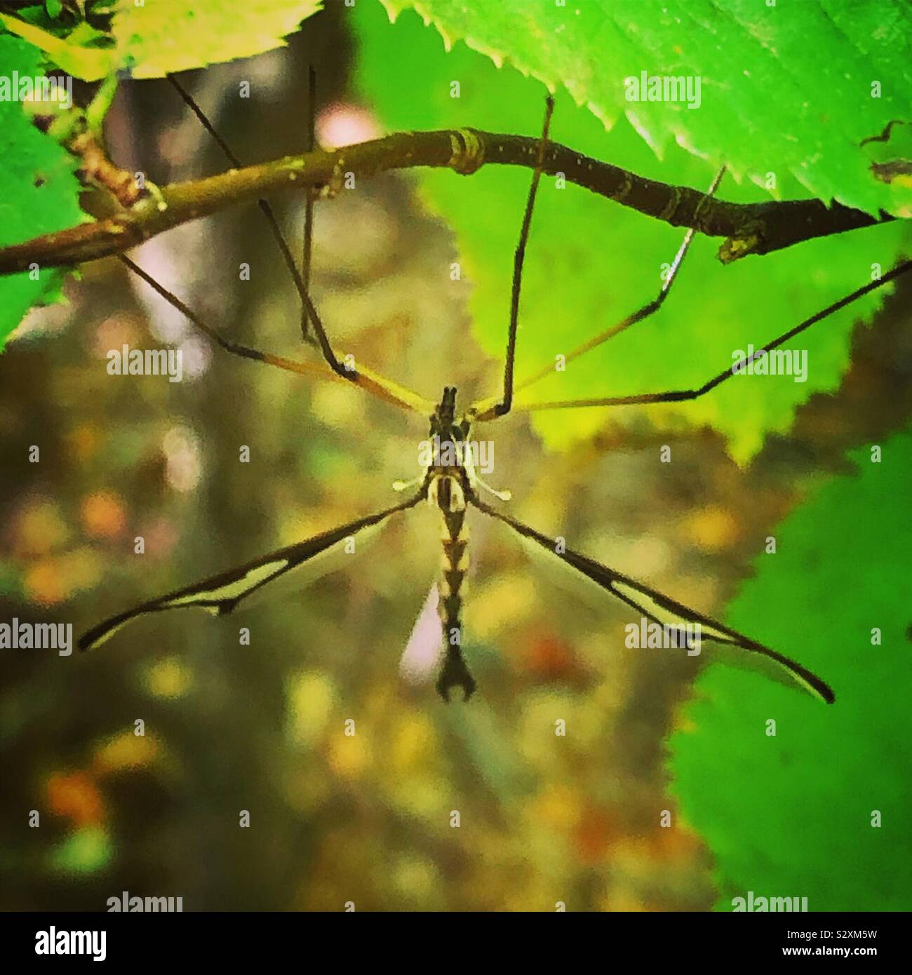 Giant Cranefly High Resolution Stock Photography and Images - Alamy