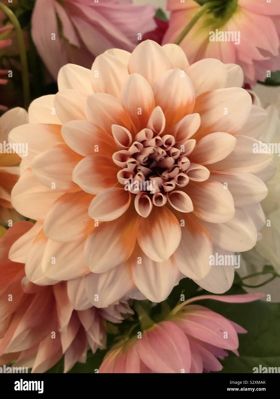 A beauty of a flower Stock Photo - Alamy