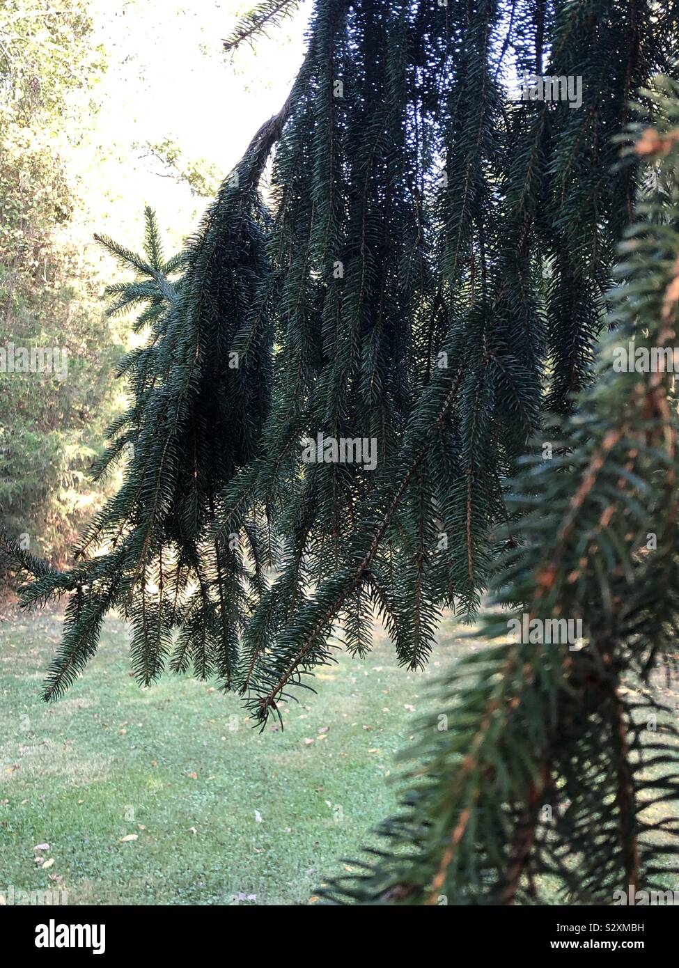 Pine tree limb hanging down sunny background Stock Photo - Alamy