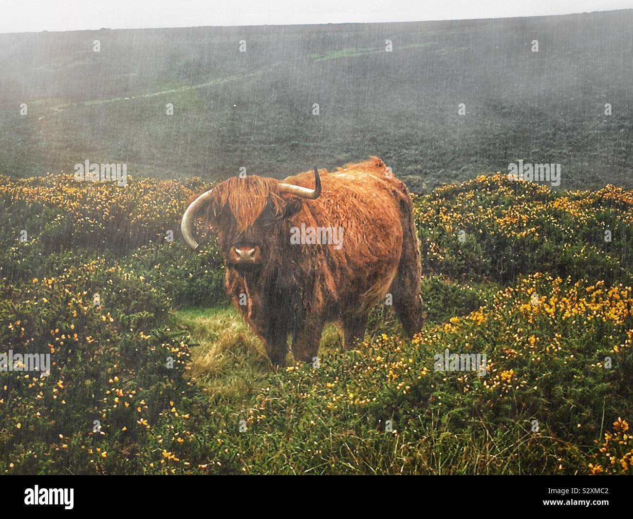 Highland cow in the rain on moorland in U.K Stock Photo - Alamy