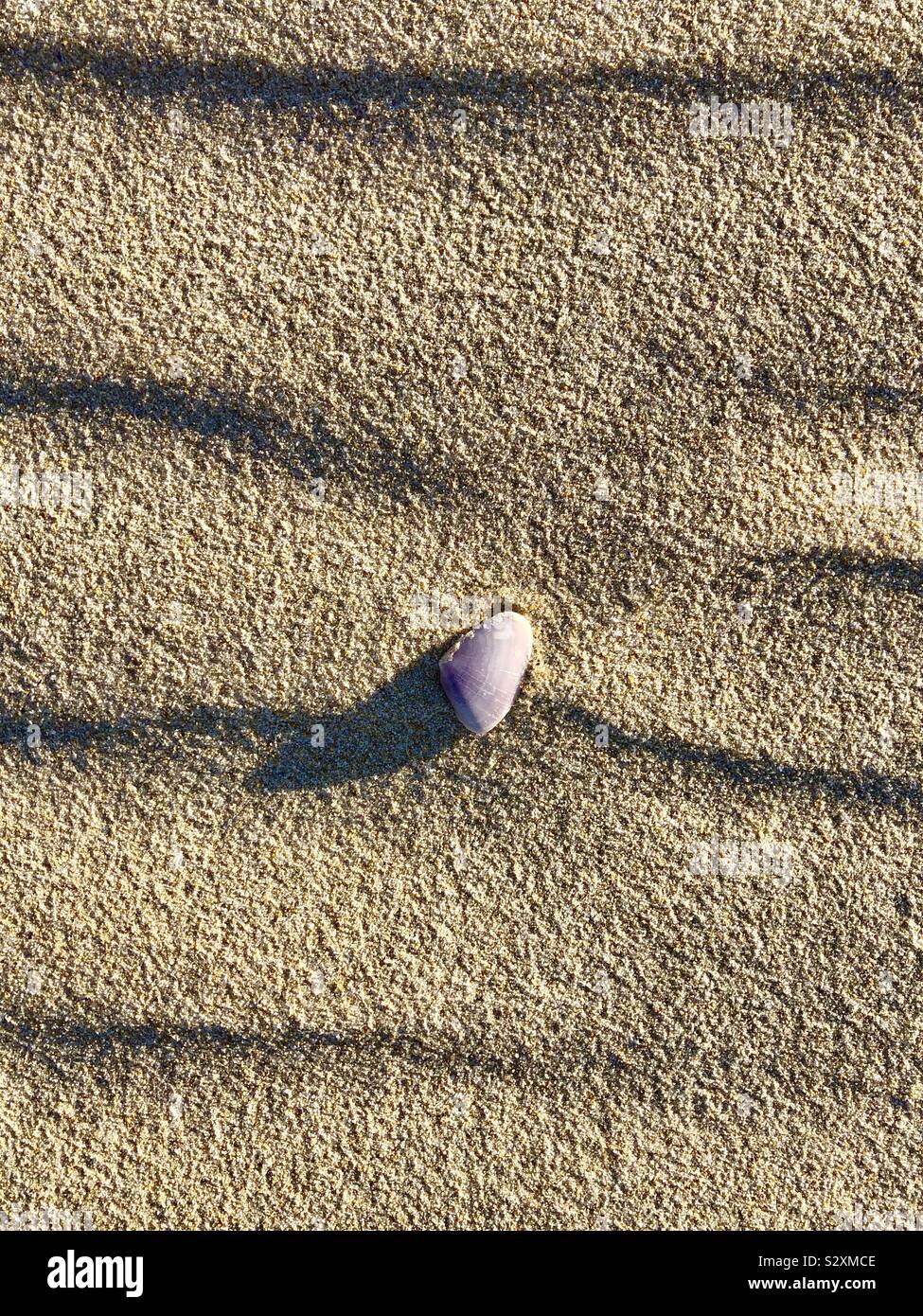 Shell on sand hi-res stock photography and images - Alamy