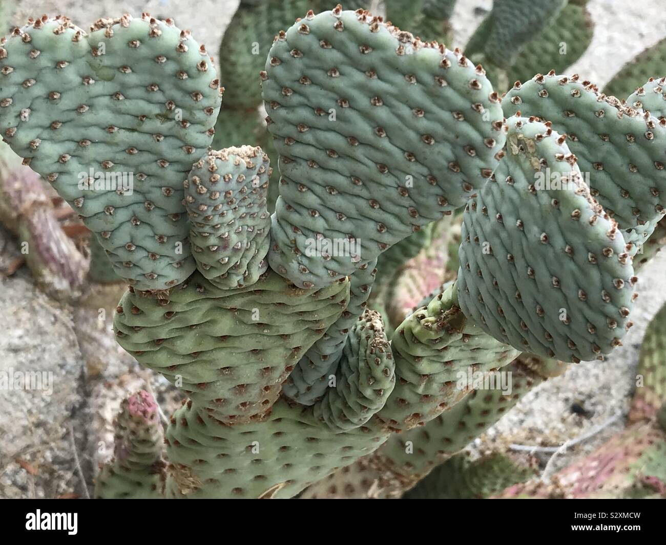 Desert cactus hi-res stock photography and images - Alamy