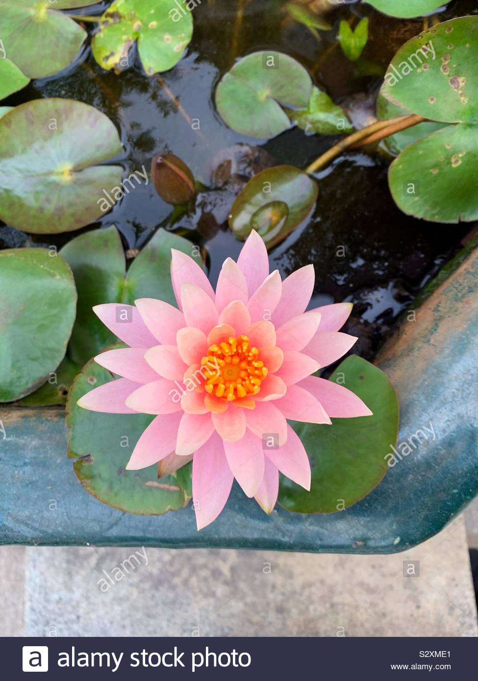 Lotus Flower Meditation Stock Photos & Lotus Flower Meditation Stock ...