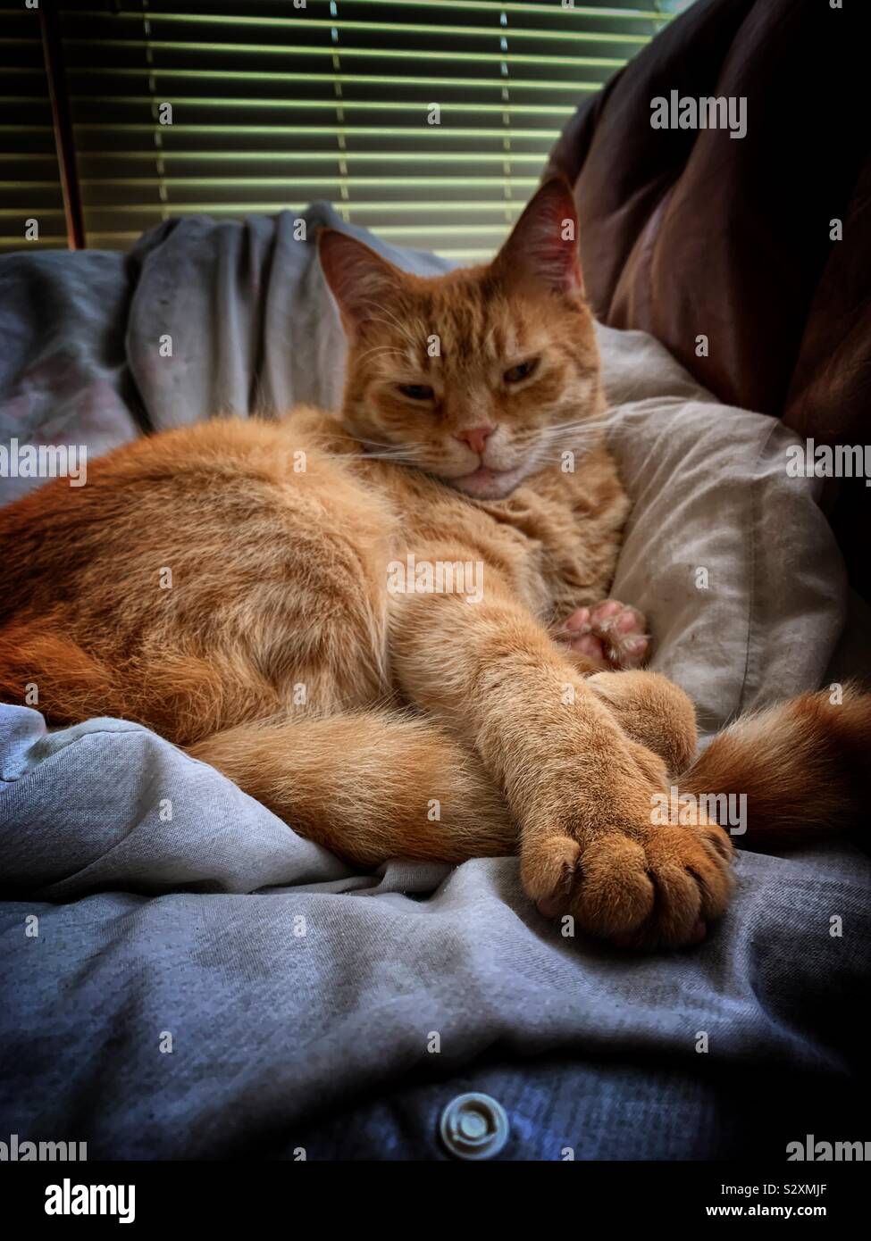 Male ginger cat hi-res stock photography and images - Alamy