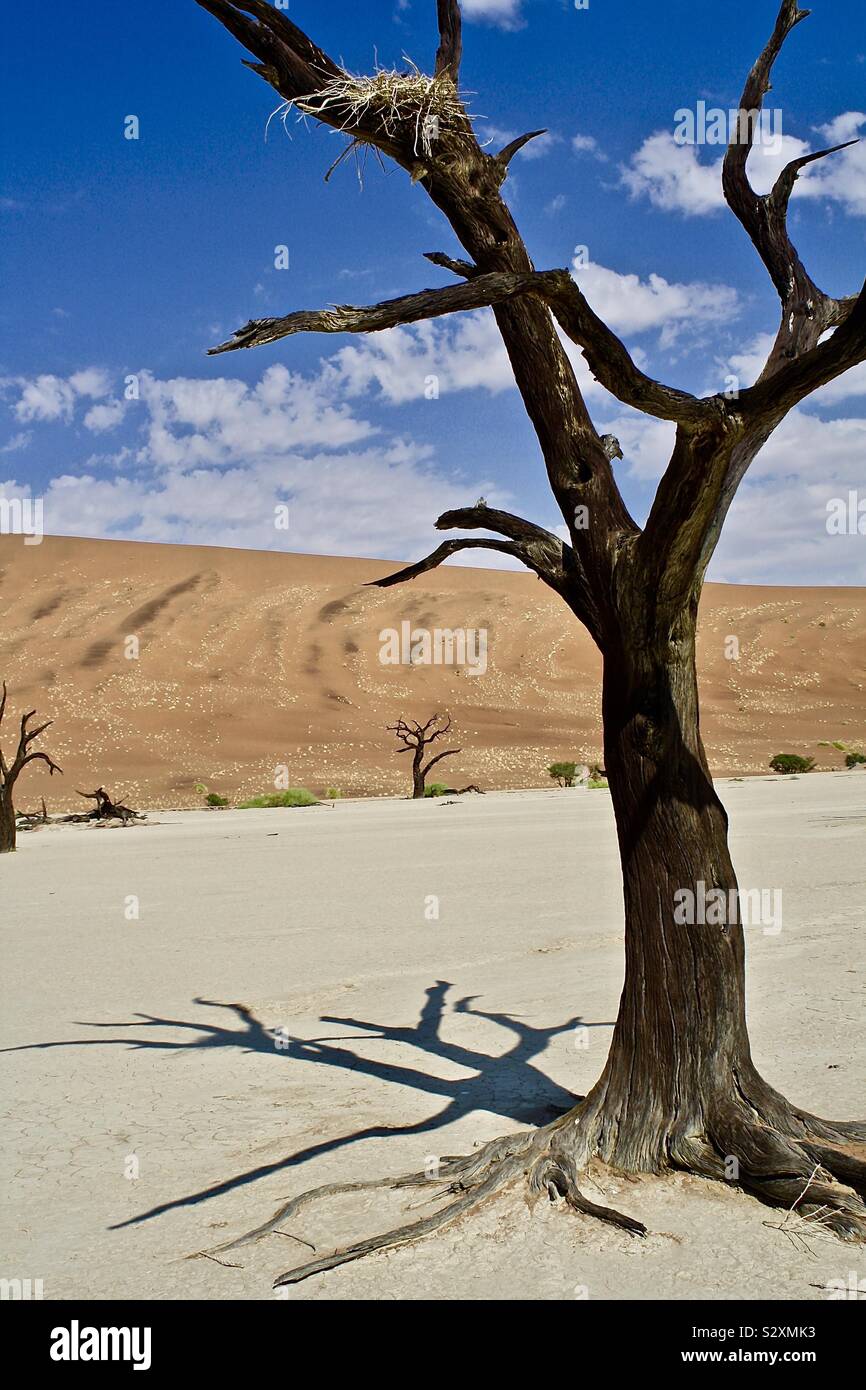 Birds neat in dry acacia tree in Dead Valley Sossusvlei Namib Desert ...