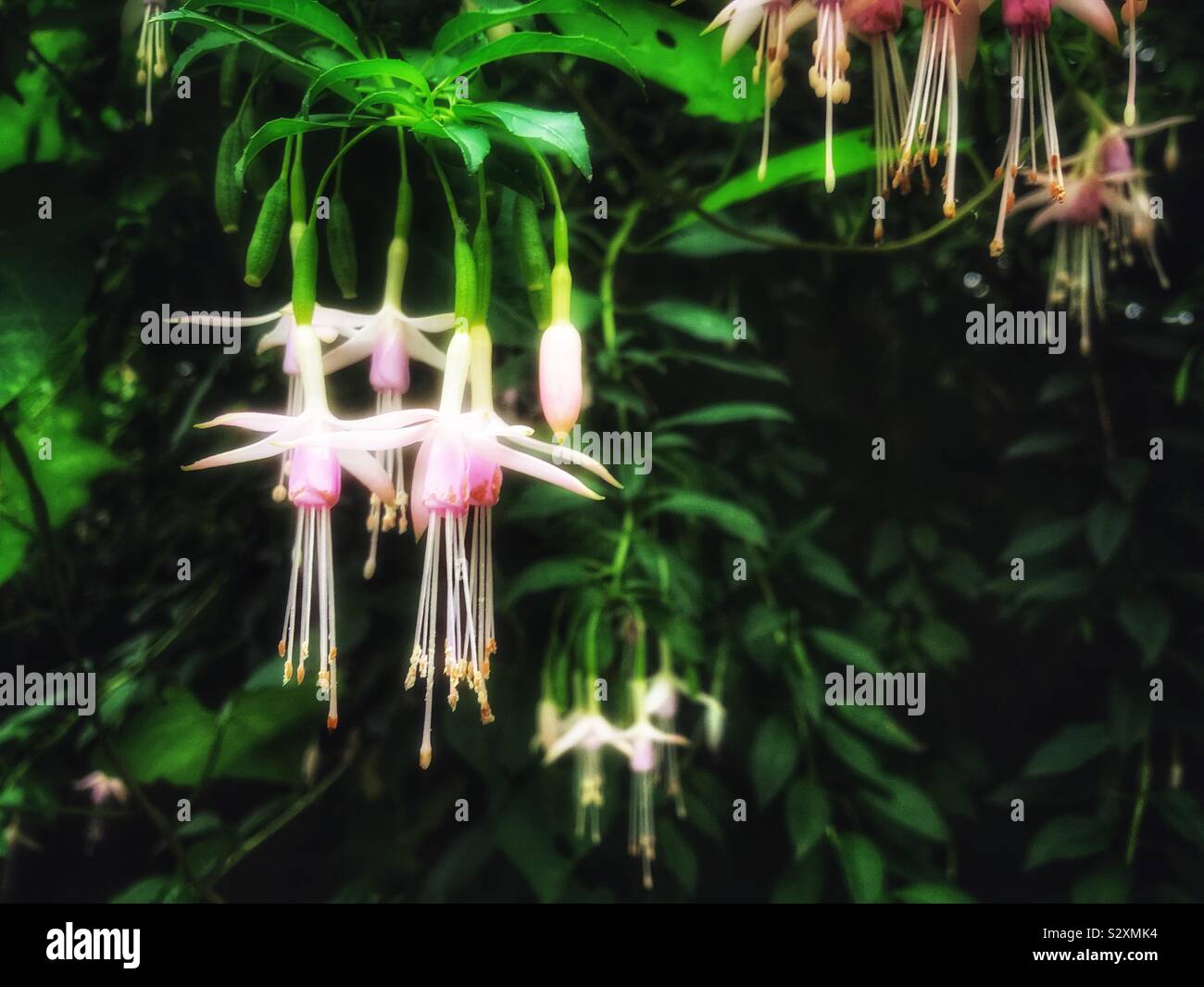 Pink Fuschia Flowers Stock Photo - Alamy