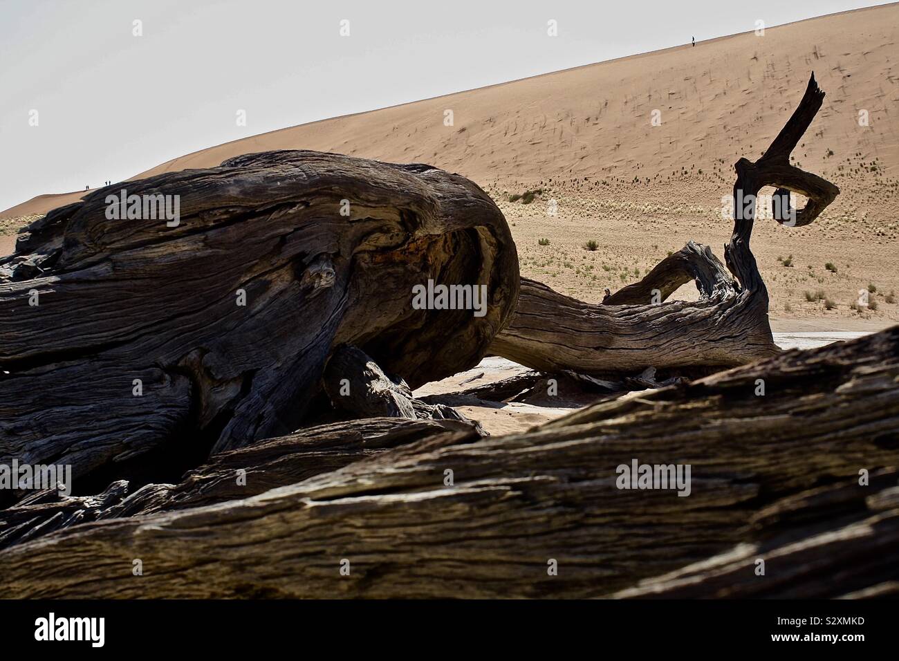 Acacia tree trunk hi-res stock photography and images - Alamy